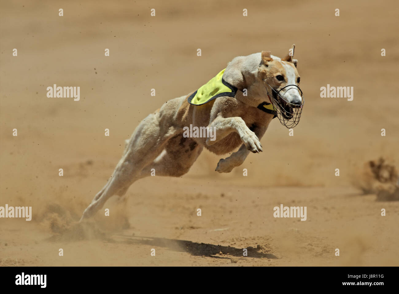 dog, greyhound, hound, sprint, sport, sports, run, running, runs, speed ...