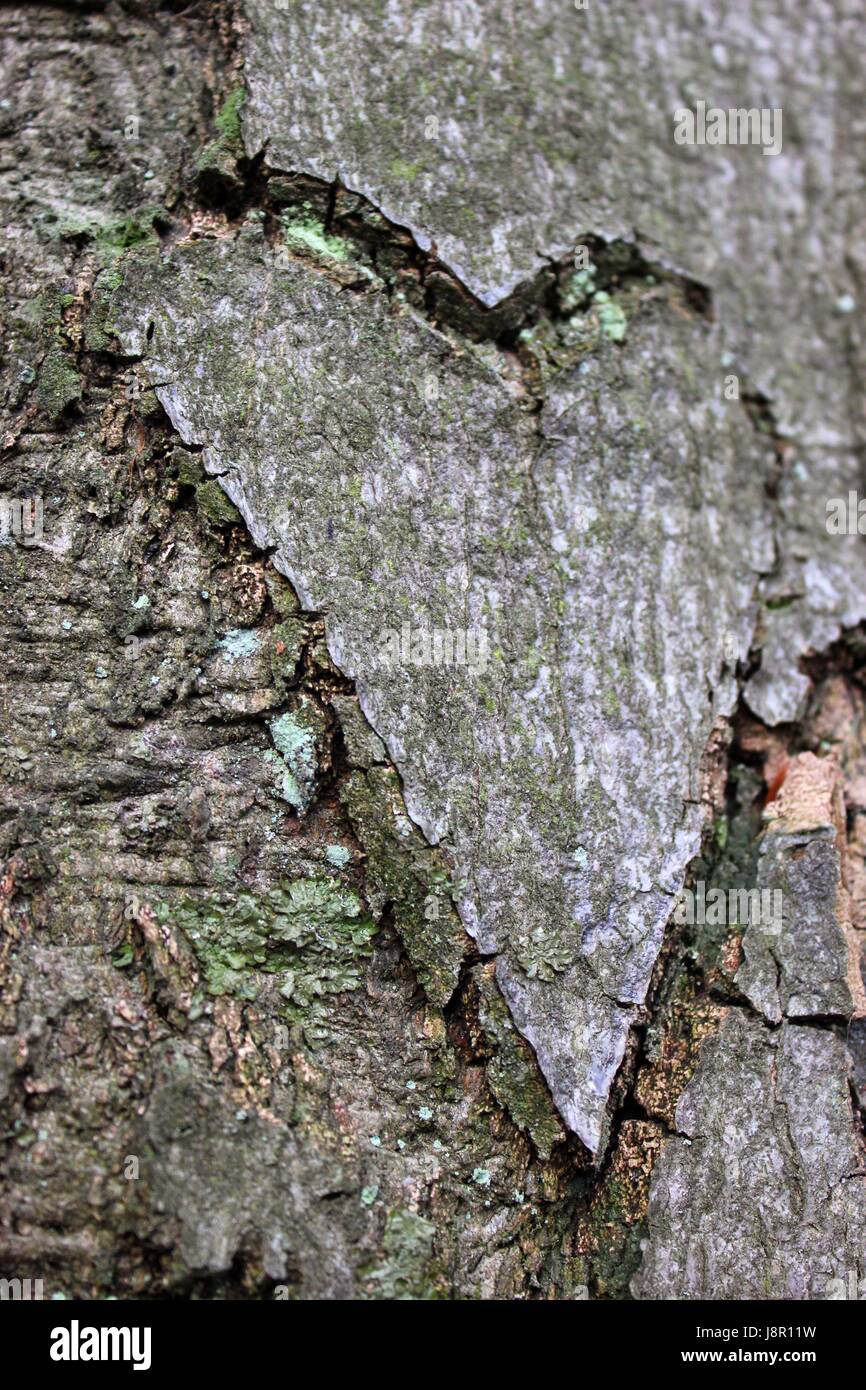 tree, bark, beech, declaration of love, memory, romance, love, in love ...
