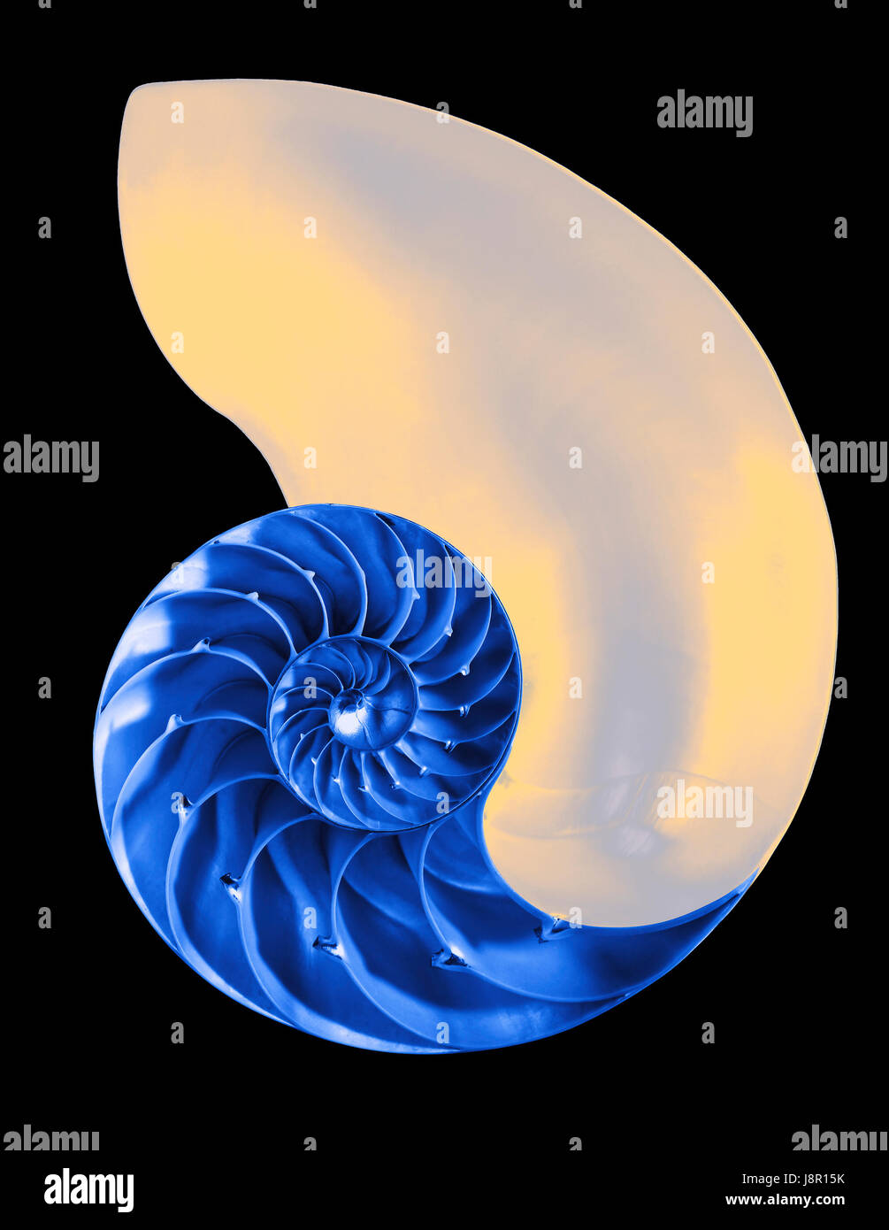Nautilus shell spiral hi-res stock photography and images - Alamy