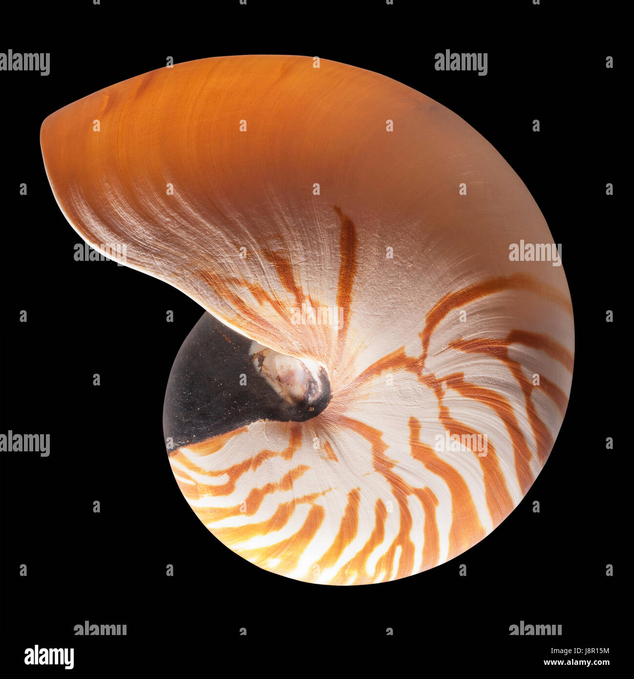 Chambered sea shell hi-res stock photography and images - Alamy