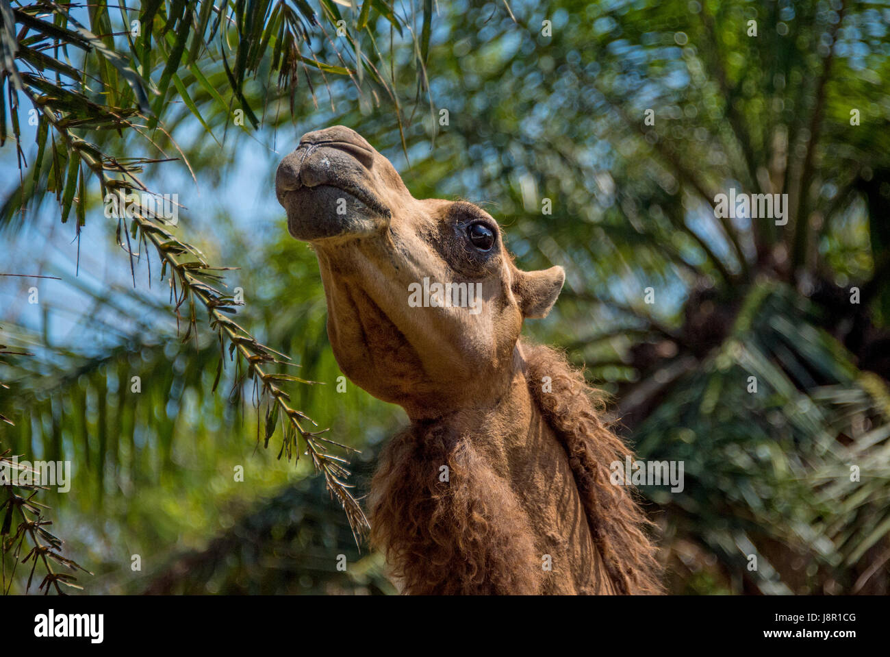 Camel on the background of trees with his head .The horizontal frame ...