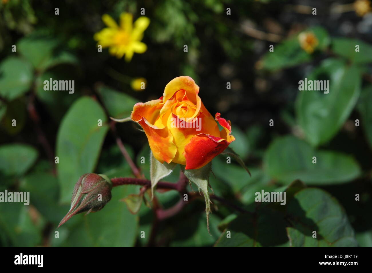 flower, rose, plant, bloom, blossom, flourish, flourishing, roses, rose ...