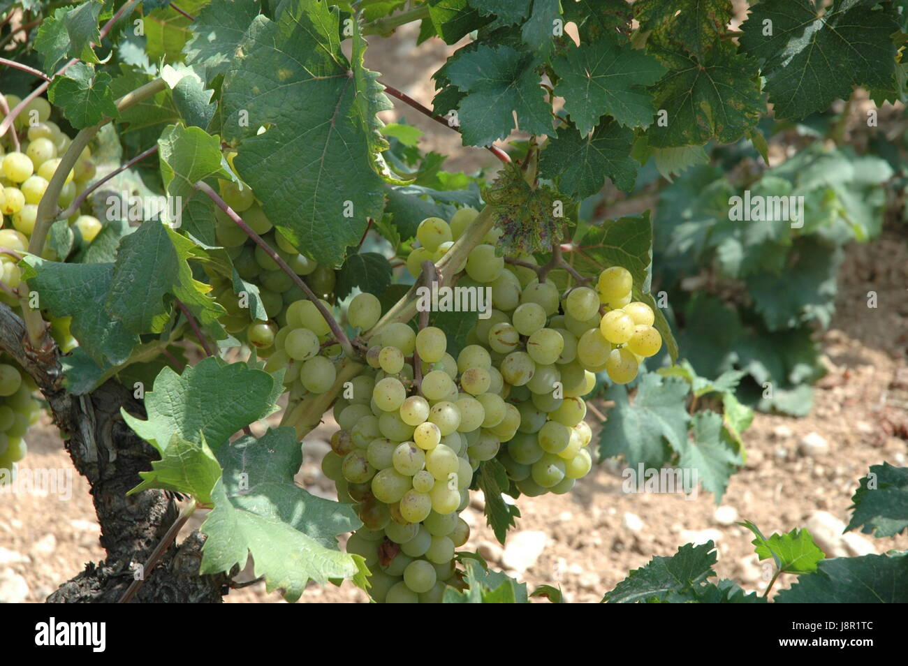 green, spain, grapes, vineyard, vines, vine, grape vine, grape-vine ...
