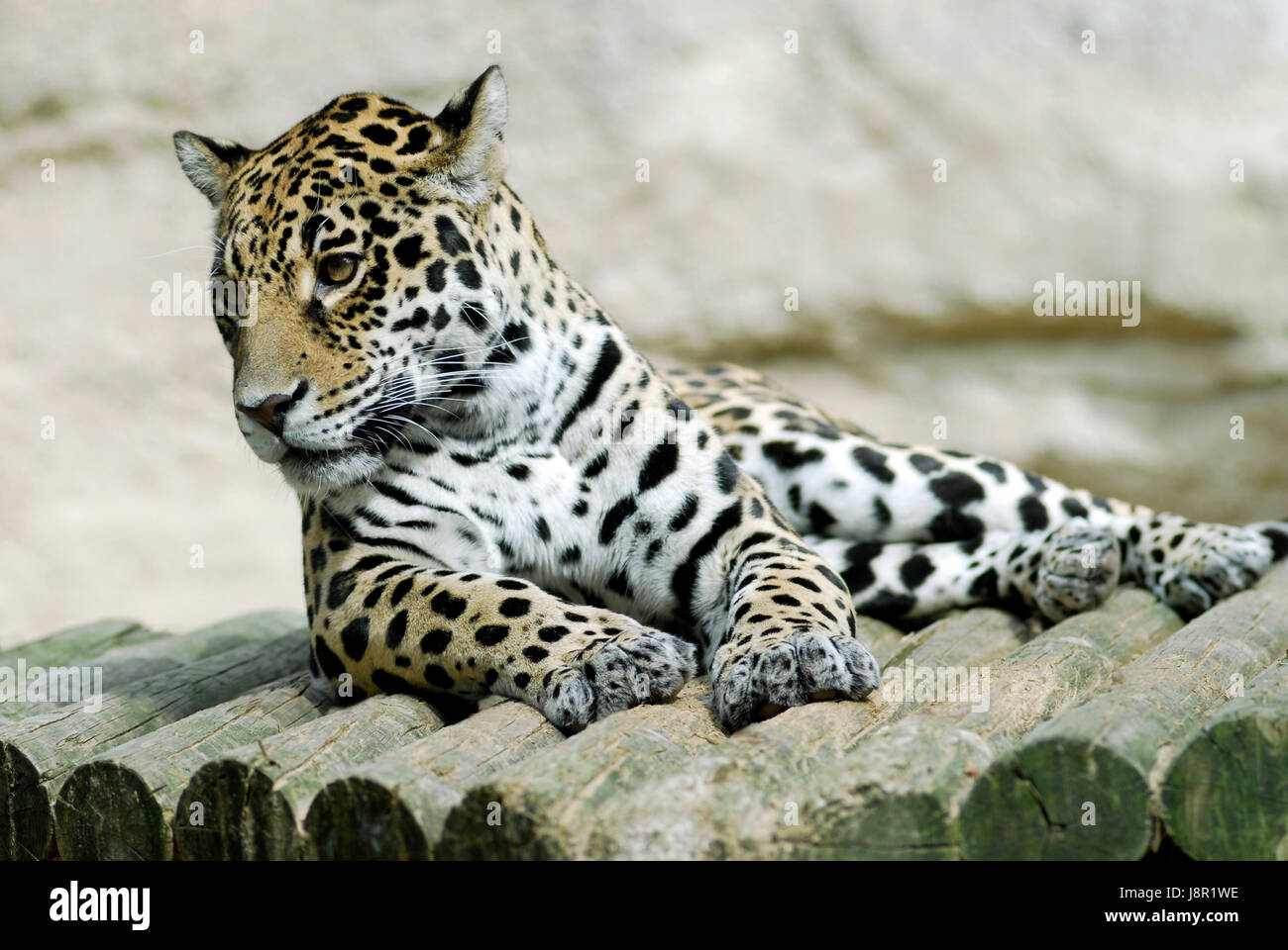 mammal, lie, lying, lies, predator, spotted, cat, big cat, feline ...
