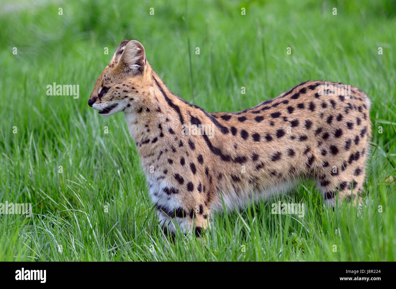 mammal, predator, spotted, feline, profile, closeup, animal, brown ...