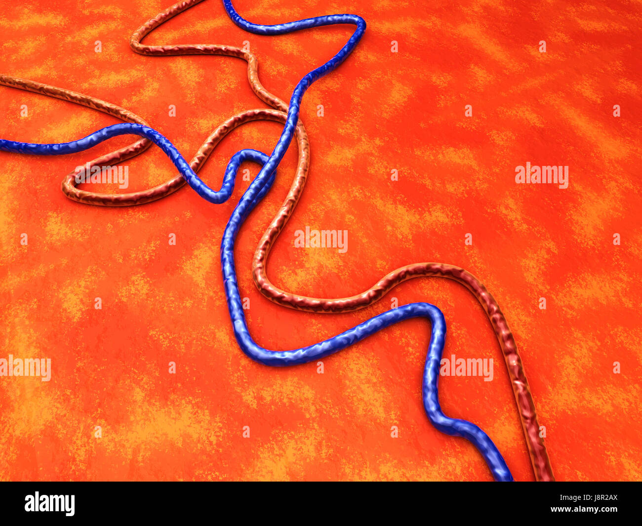 medicinally, medical, circulation, flow, human, human being, stream ...