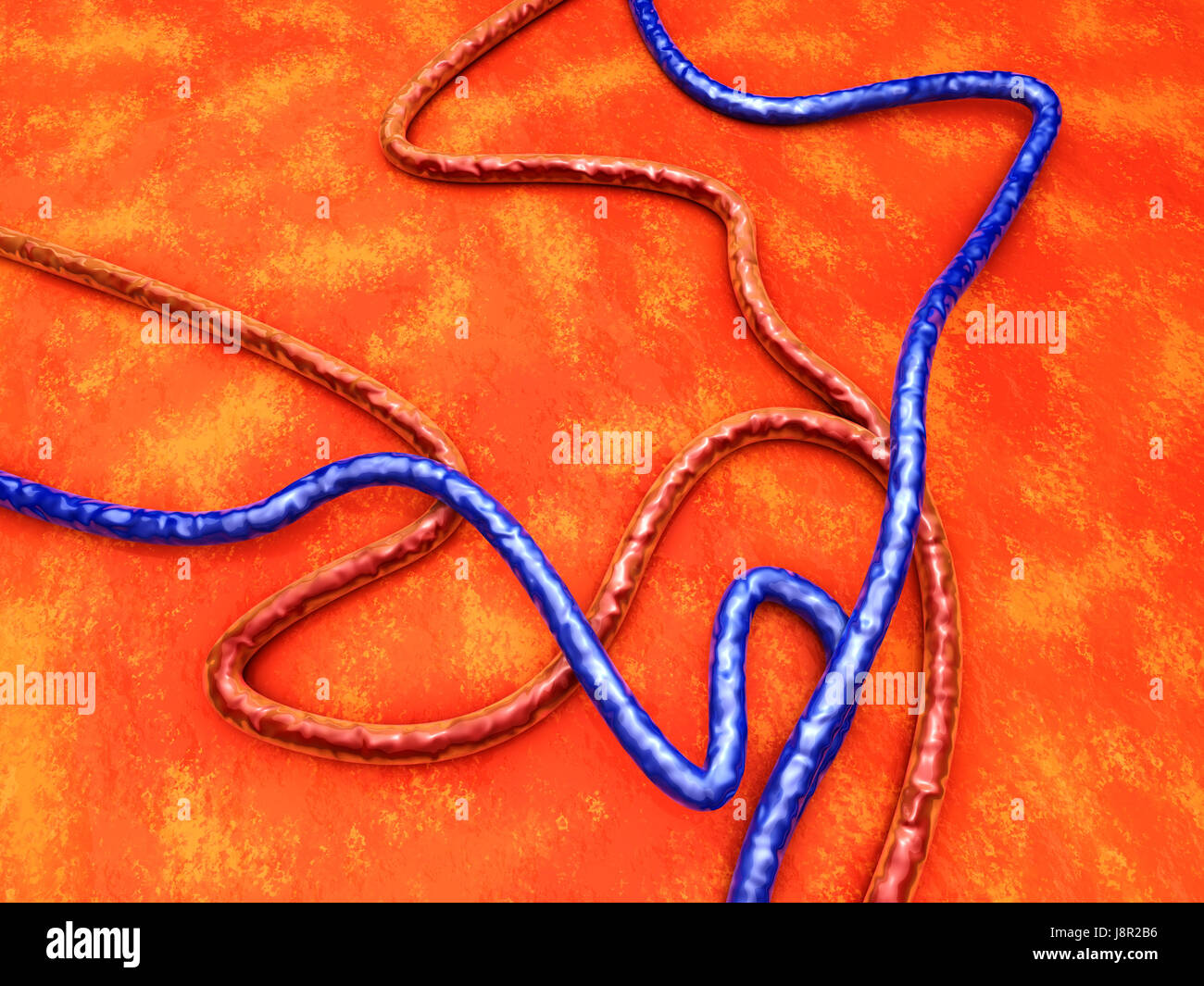 medicinally, medical, circulation, flow, human, human being, stream ...