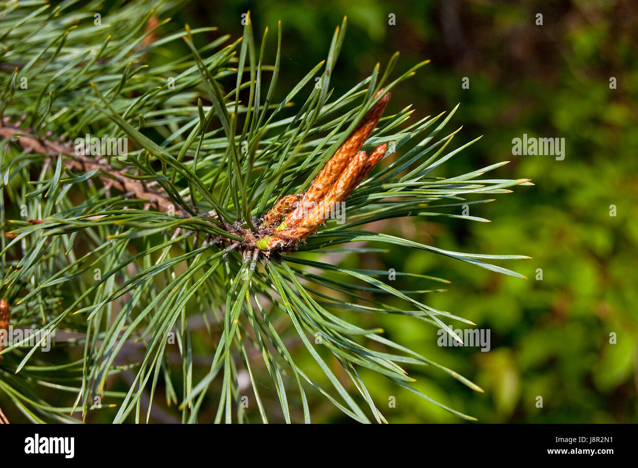tree, garden, summer, summerly, branch, cobweb, community, village ...