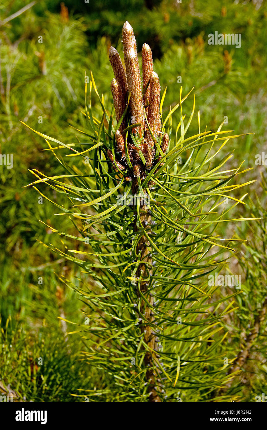 tree, garden, summer, summerly, branch, cobweb, community, village ...