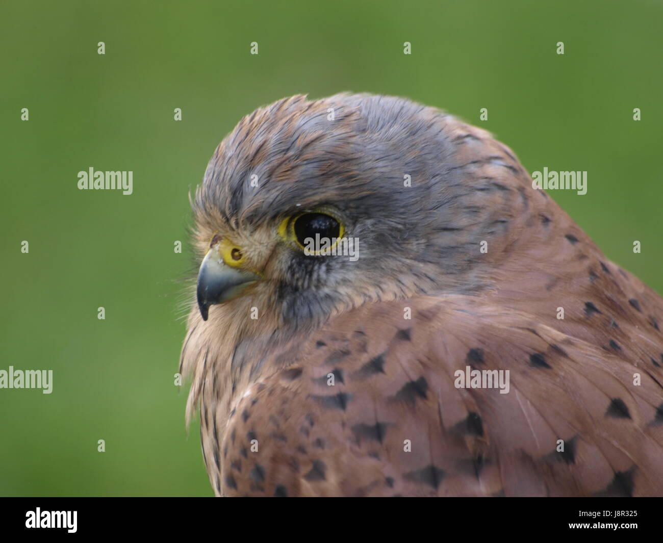Heimische Greifvgel Bilder