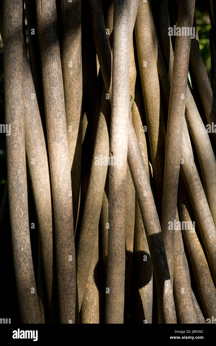 detail, tree, location shot, jungle, root, exotic, tropical, portrait ...