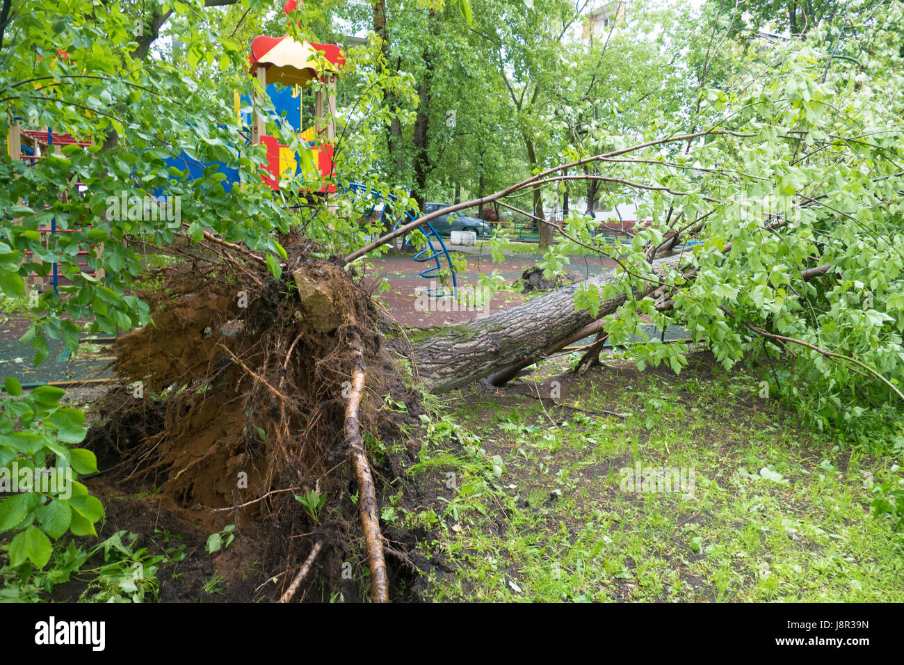 Fallen trees in storm damage hi-res stock photography and images - Alamy