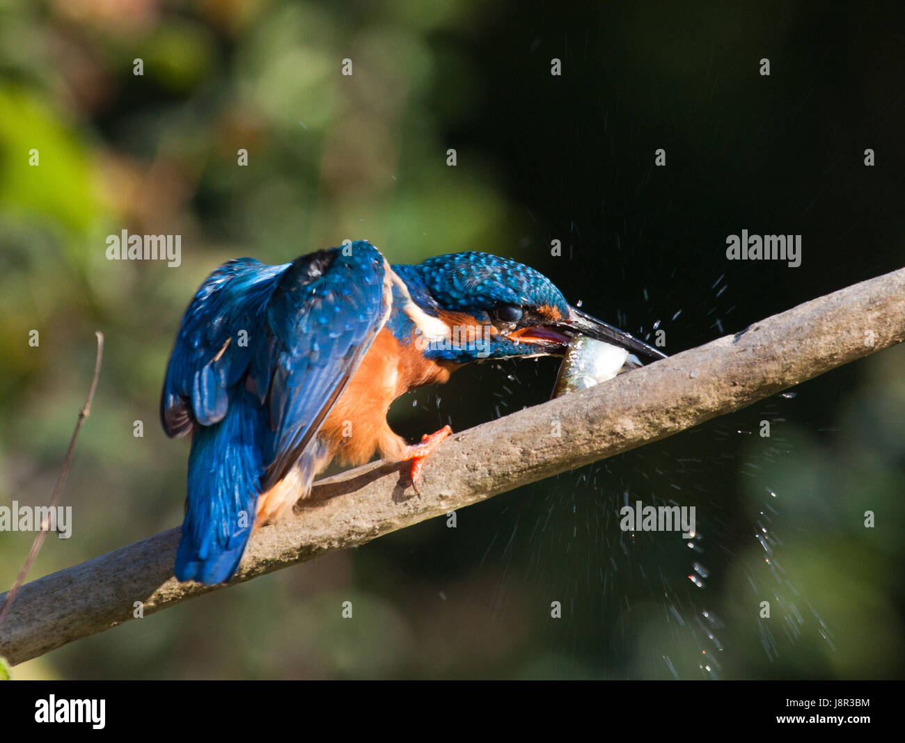 bird, birds, wildlife, kingfisher, kingfishers, nature, bird, fish, birds Stock Photo - Alamy