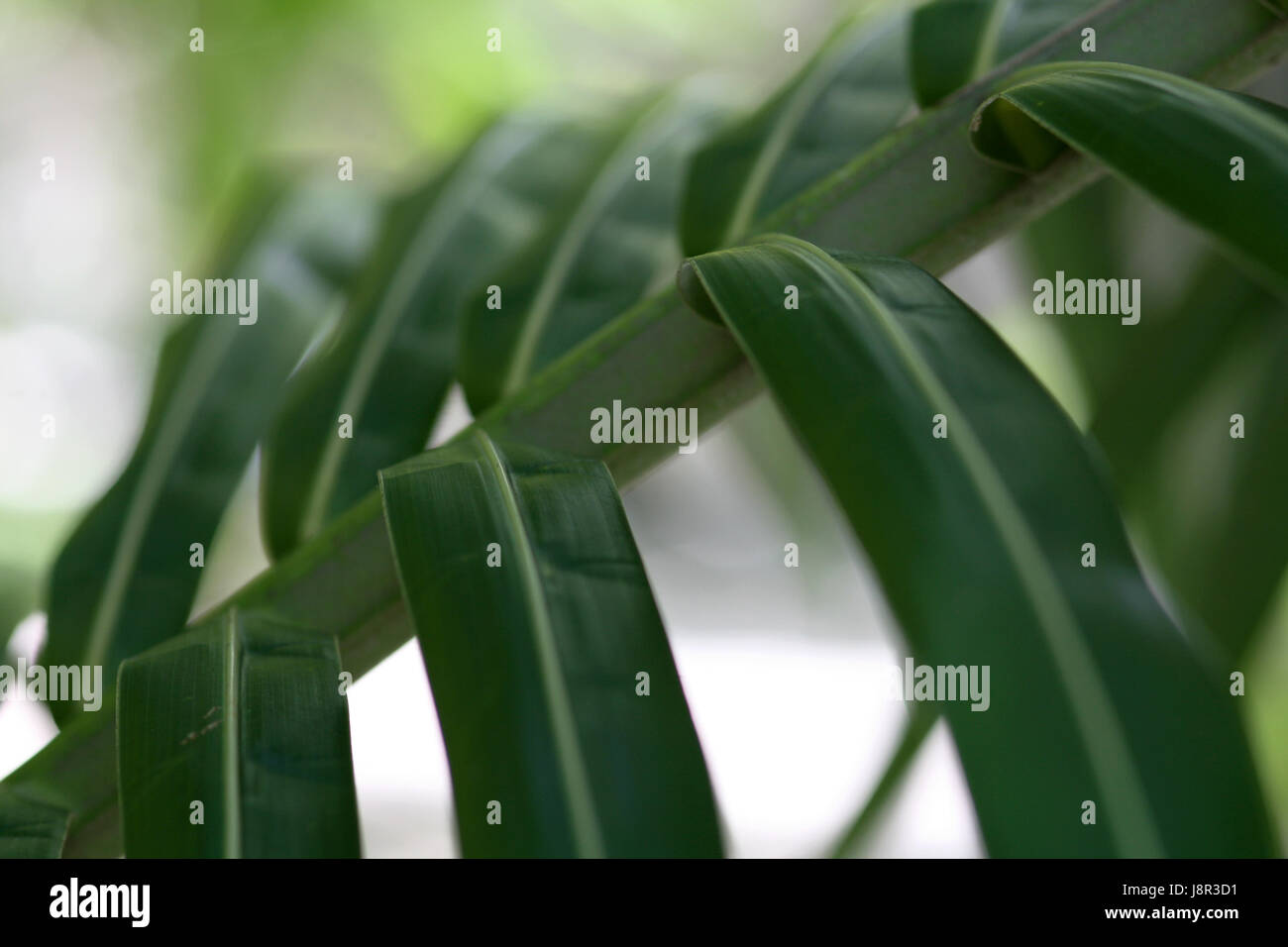 asian palm leaf Stock Photo - Alamy