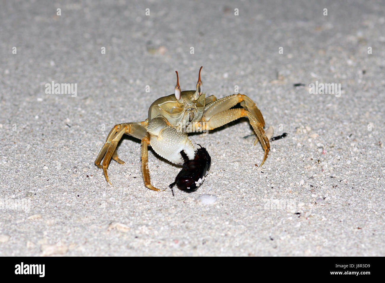 hunt, prey, booty, cancer, crab, catch, sands, sand, wait, waiting ...