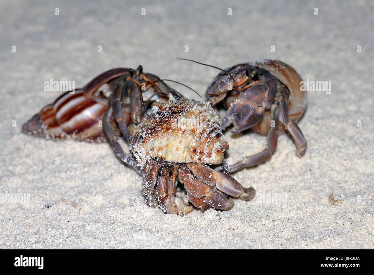 Hermit Crabs Fighting