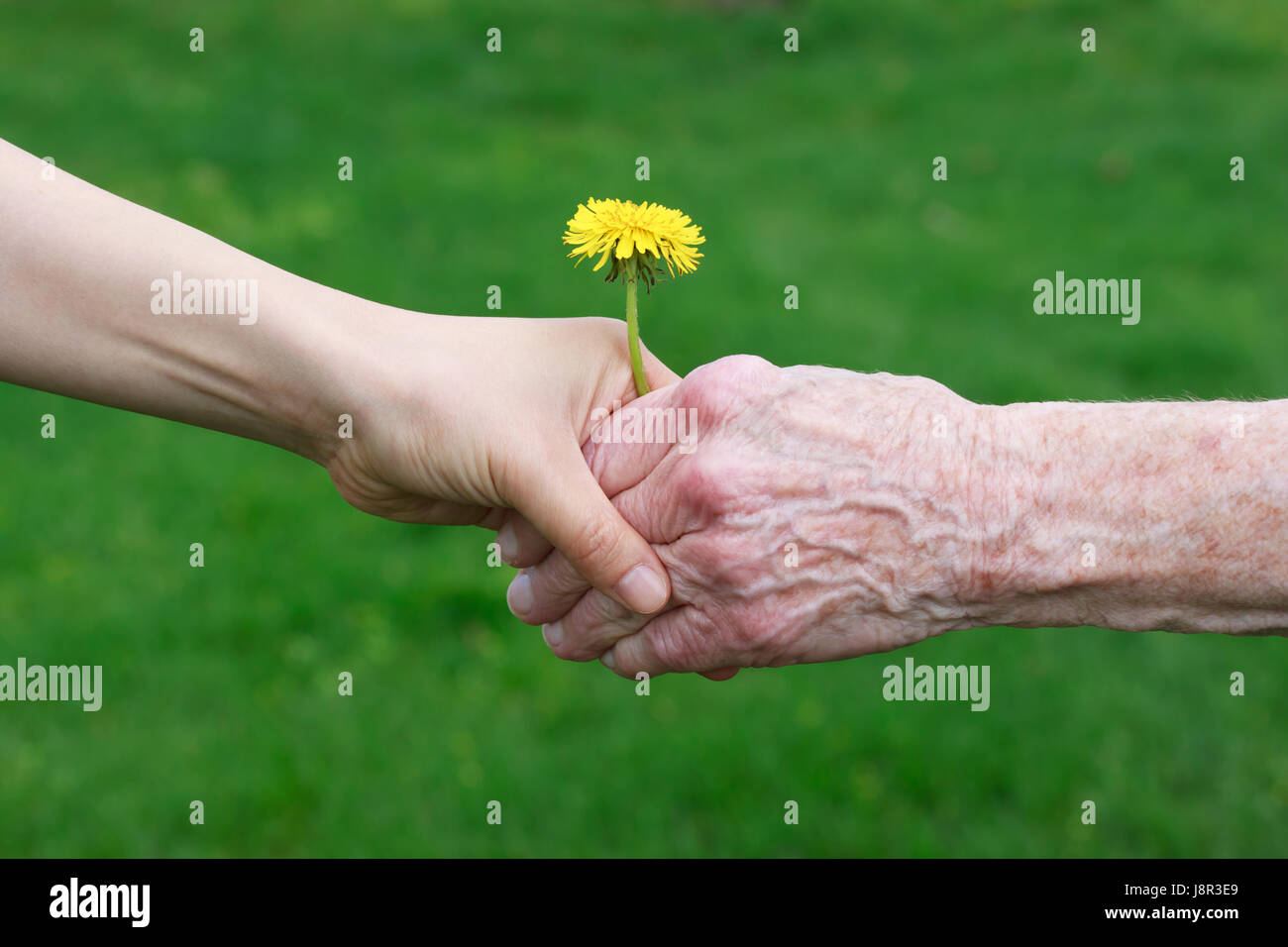 Senior woman holding dandelion hi-res stock photography and images - Alamy
