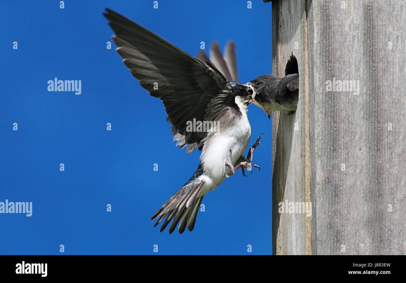 food, aliment, wild, birds, wildlife, hungry, cub, baby, swallow ...