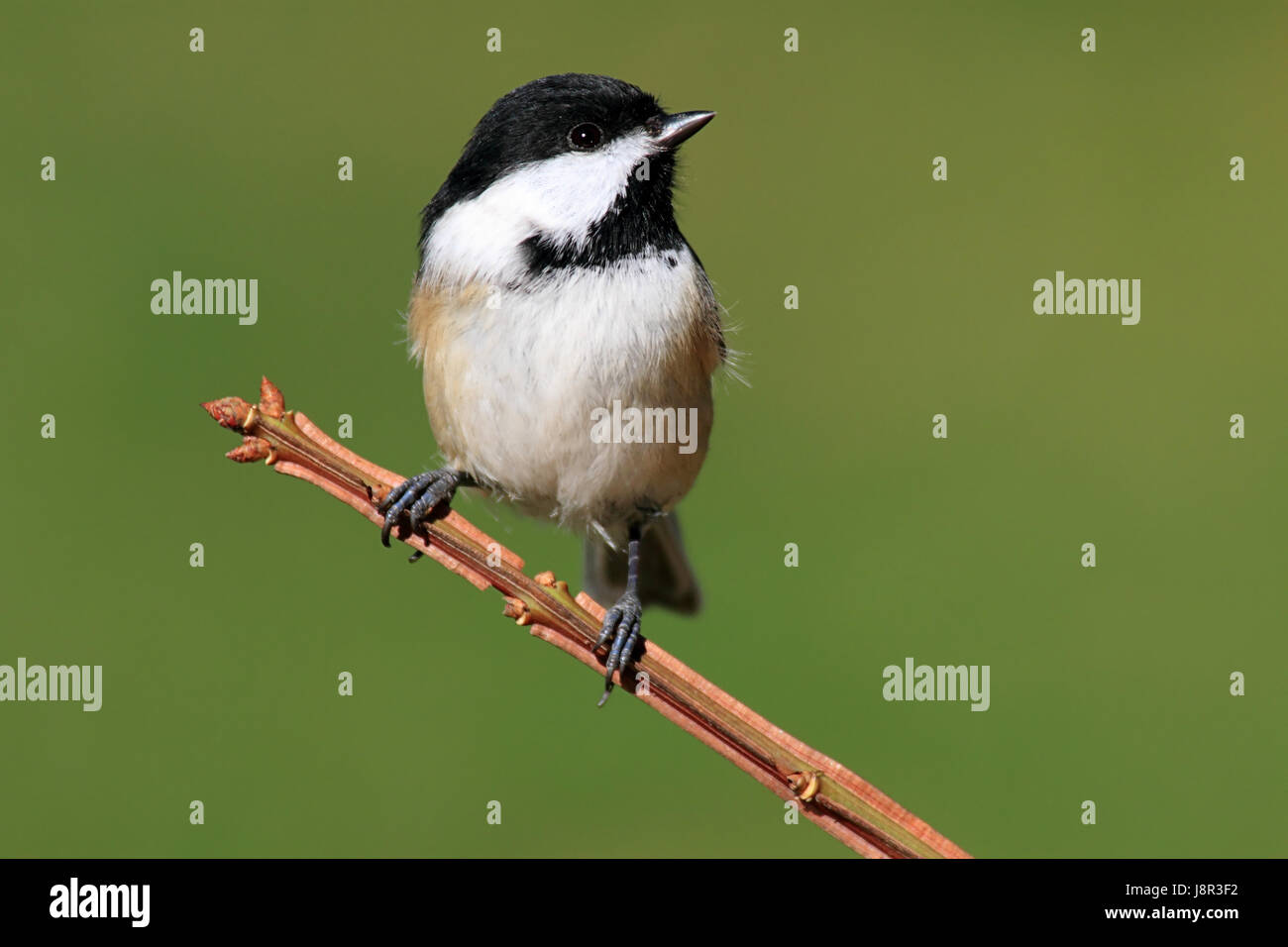 bird, wild, wildlife, nature, animal, bird, fauna, wild, birds, wing ...