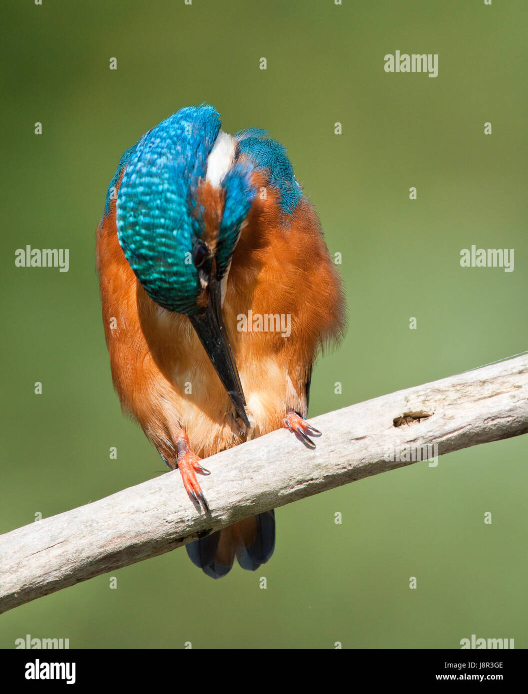 bird, birds, wildlife, kingfisher, kingfishers, nature, bird, birds Stock Photo - Alamy