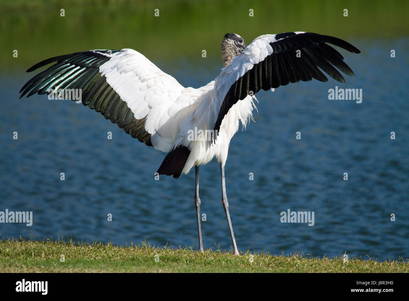 bird, birds, cancer, fodder, bird, birds, cancer, wood stork, mycteria ...