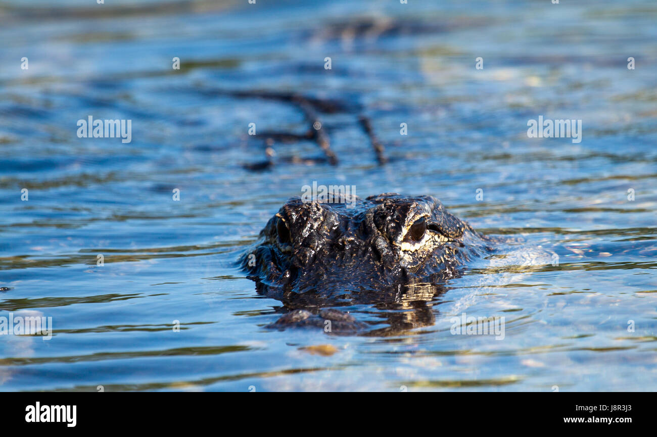 look, glancing, see, view, looking, peeking, looking at, alligator ...