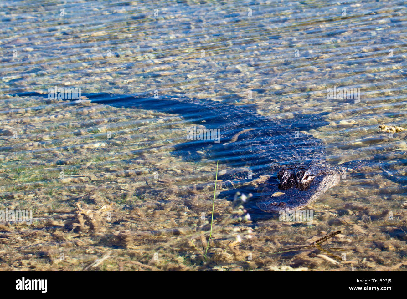 look, glancing, see, view, looking, peeking, looking at, alligator ...