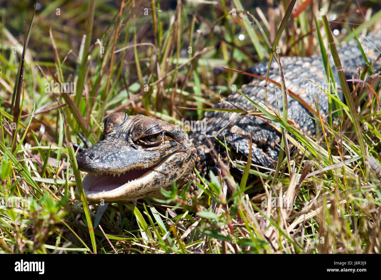 look, glancing, see, view, looking, peeking, looking at, alligator ...