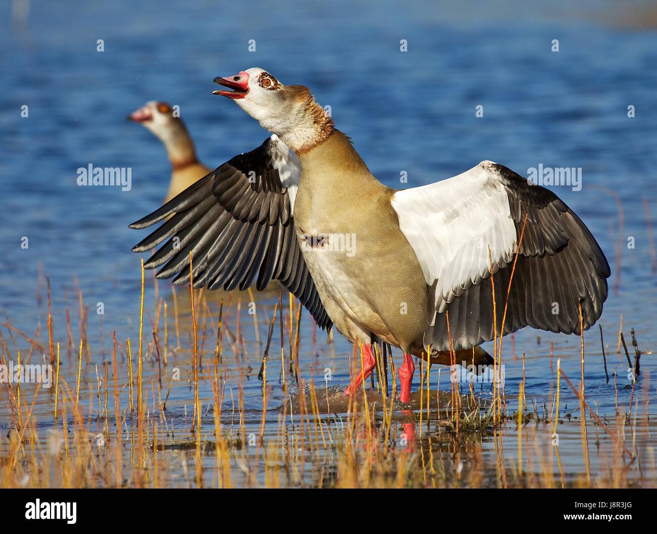 bird, goose, bird, goose, nilgans, alopochen aegyptiacus, egyptian ...