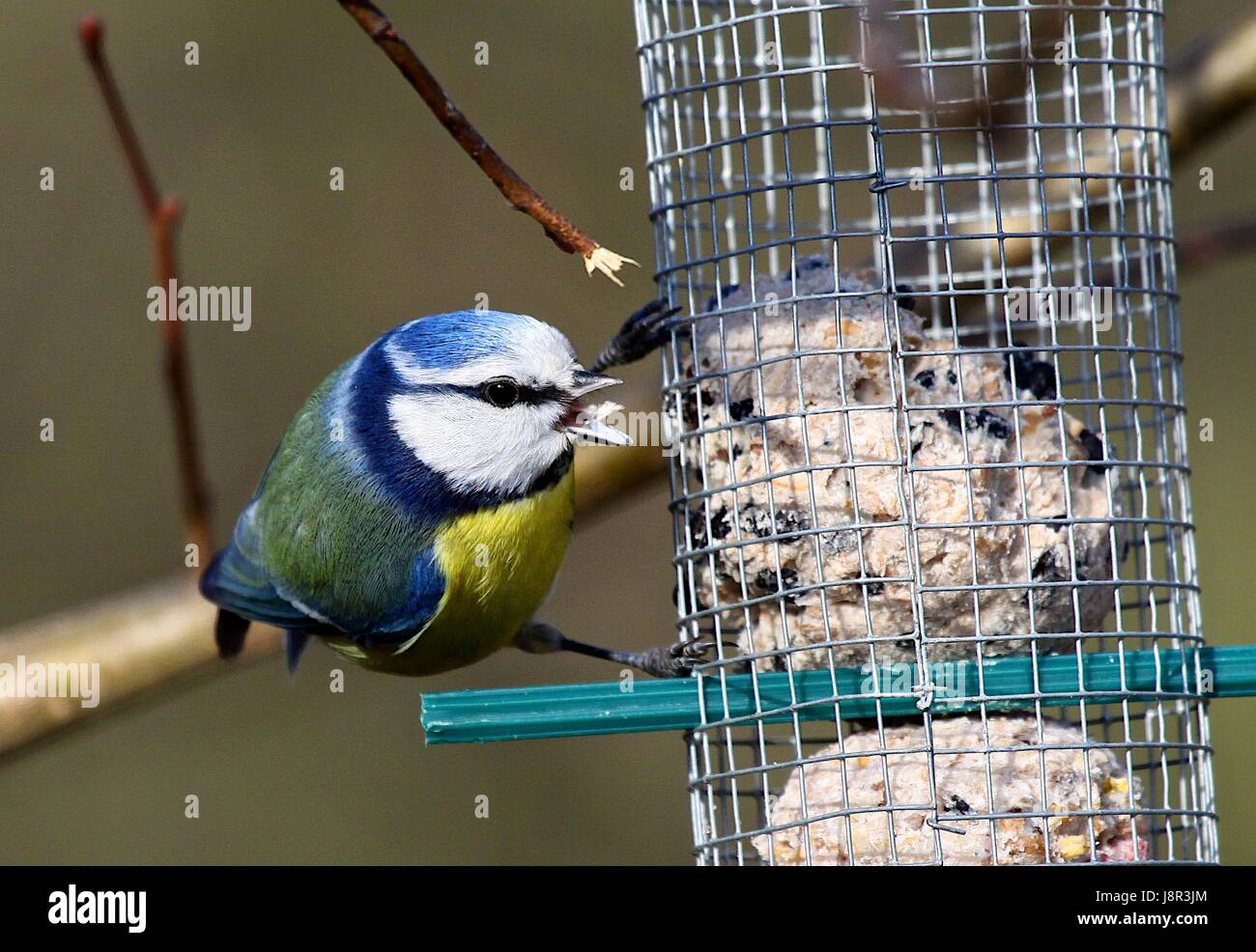 bird, birds, titmouse, blue tit, bird, birds, titmouse, blue tit, bird ...