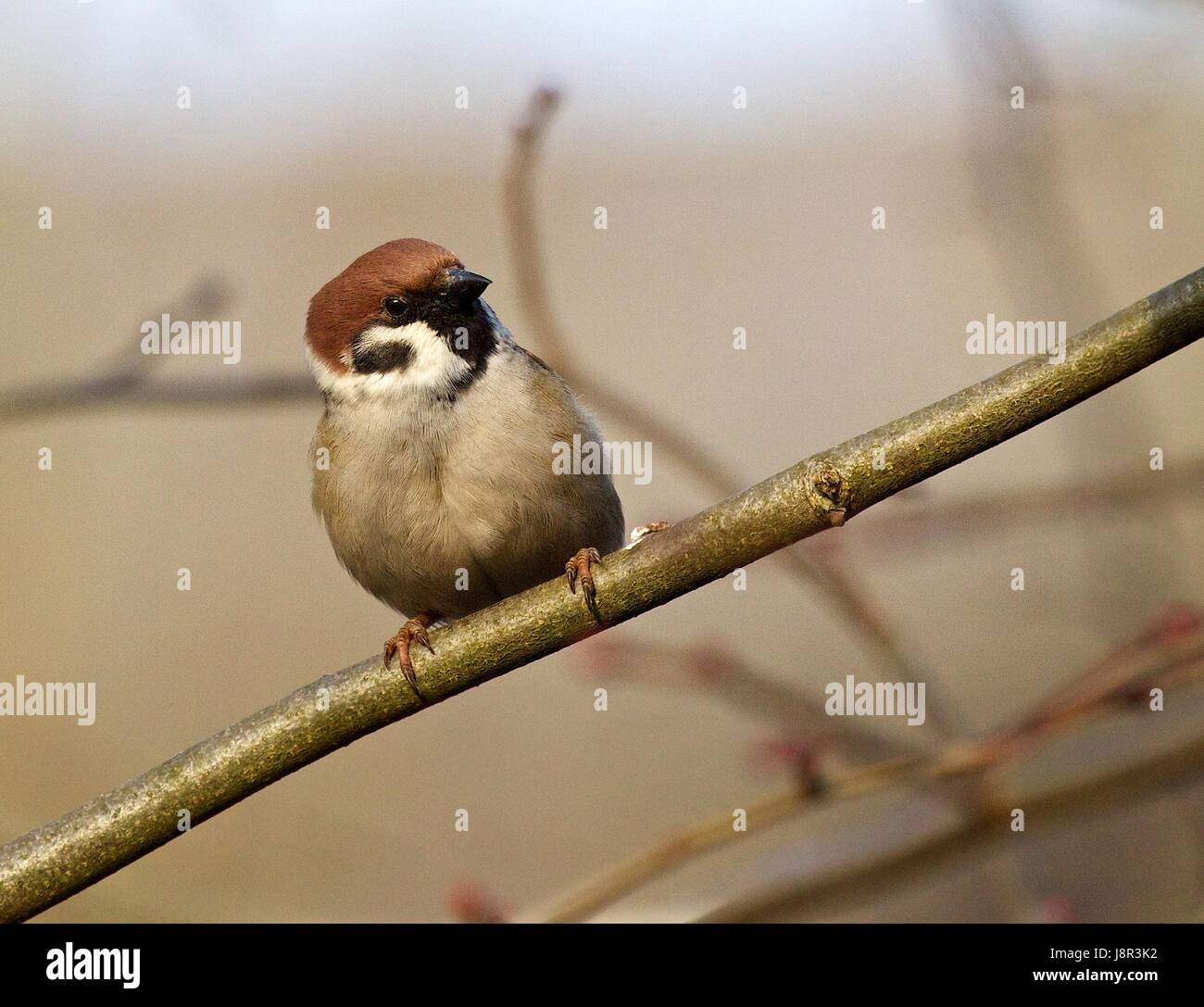 bird, bird, sperling, feldsperling, vogel, natur, passer montanus ...