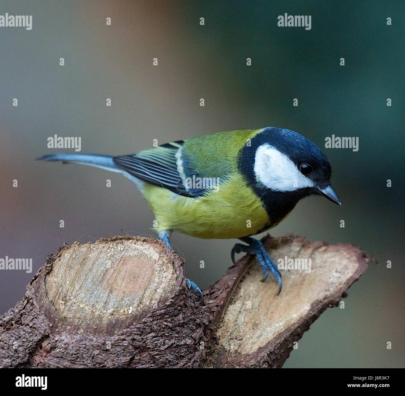 bird, birds, titmouse, great titmouse, bird, birds, titmouse, great ...