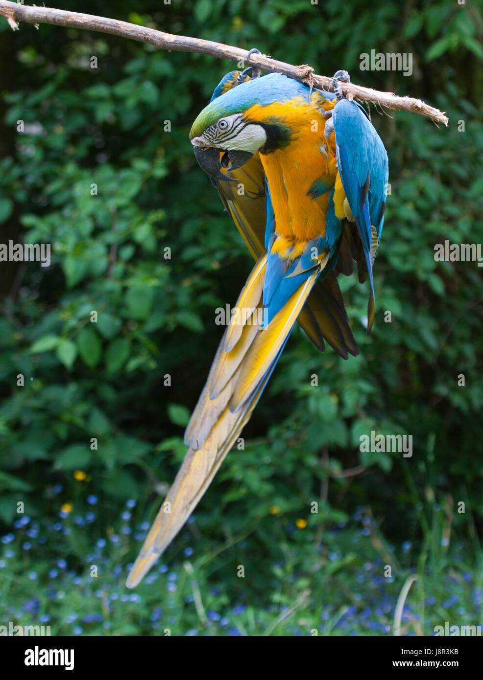 bird, bird, papagei, gelbbrustara, ara ararauna, vogel, papagei ...