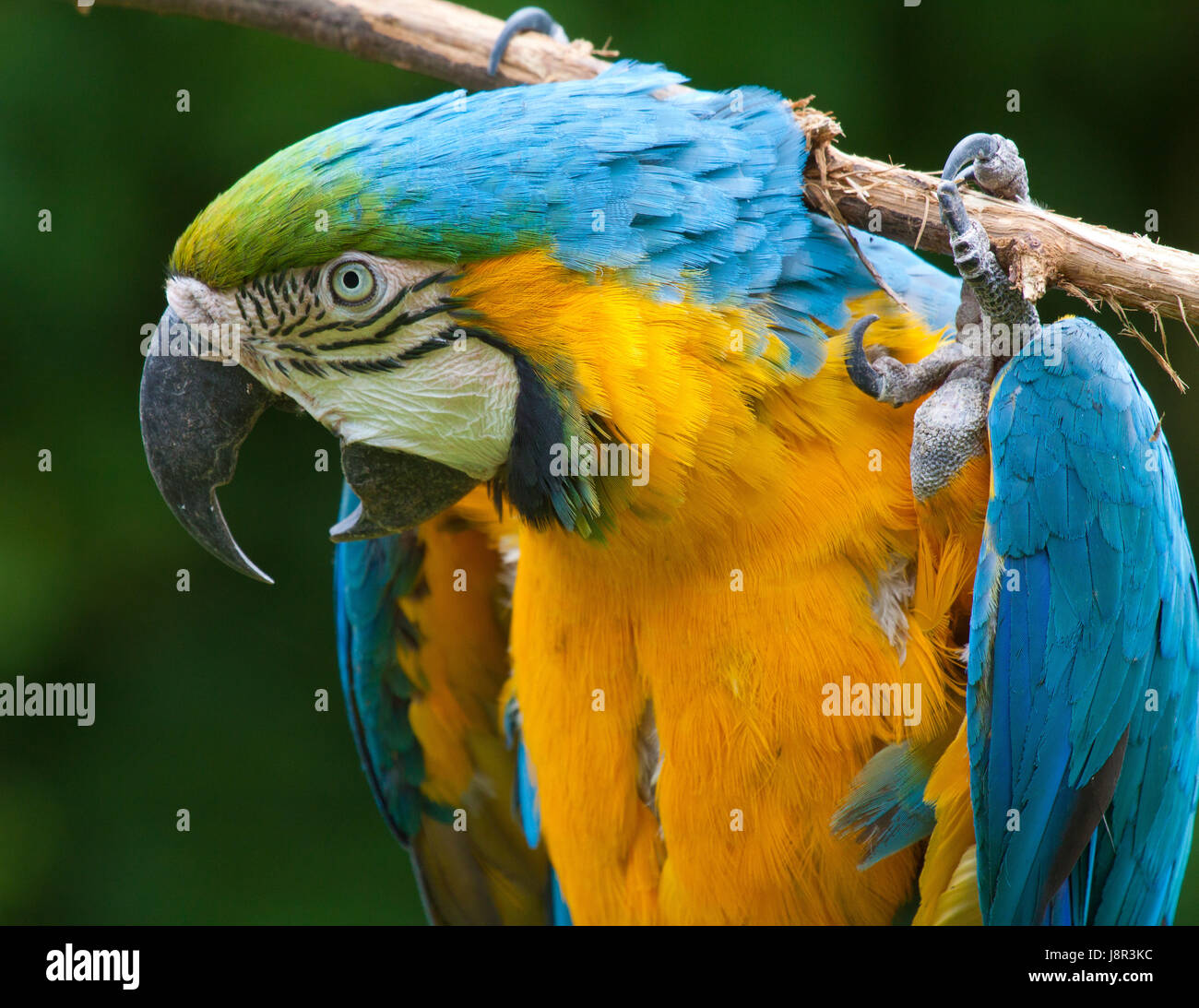 bird, bird, papagei, gelbbrustara, ara ararauna, vogel, papagei ...