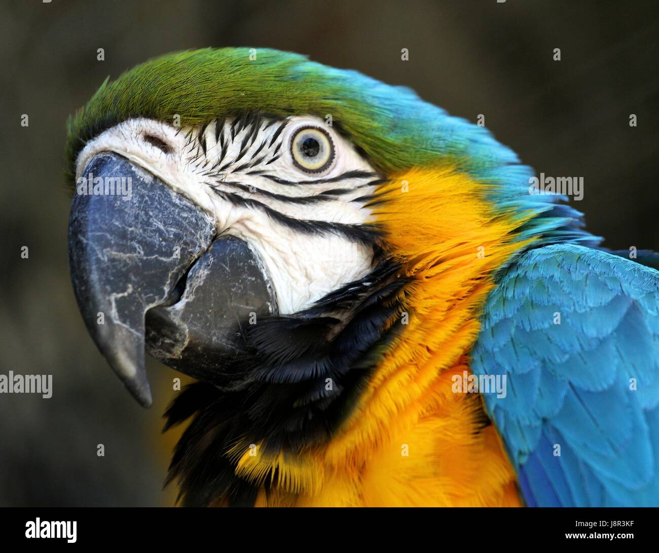 bird, bird, papagei, gelbbrustara, ara ararauna, vogel, papagei ...