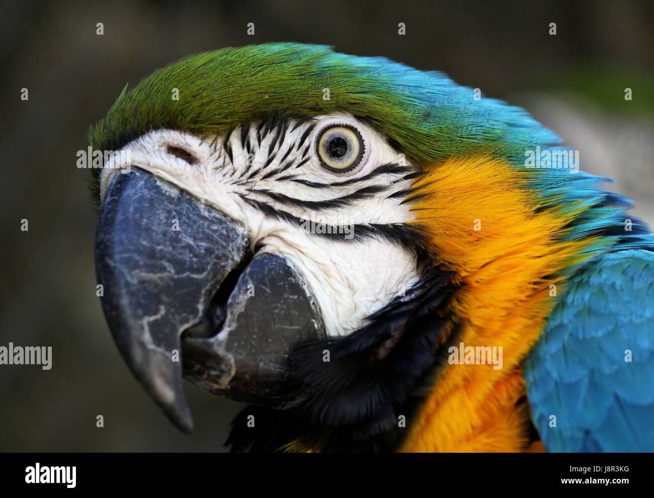 bird, bird, papagei, gelbbrustara, ara ararauna, vogel, papagei ...