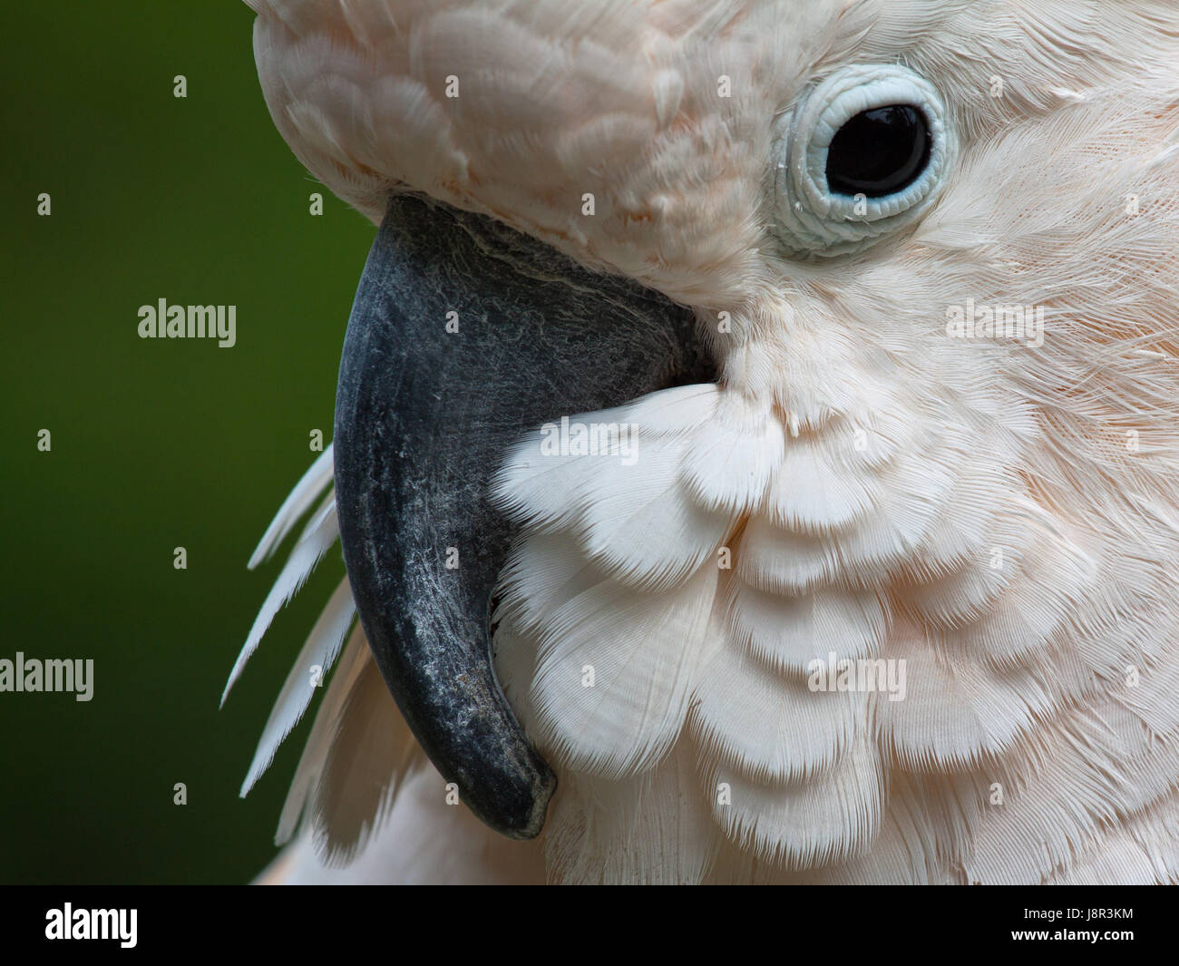 bird, birds, cockatoo, parrot, bird, birds, cockatoo, parrot ...