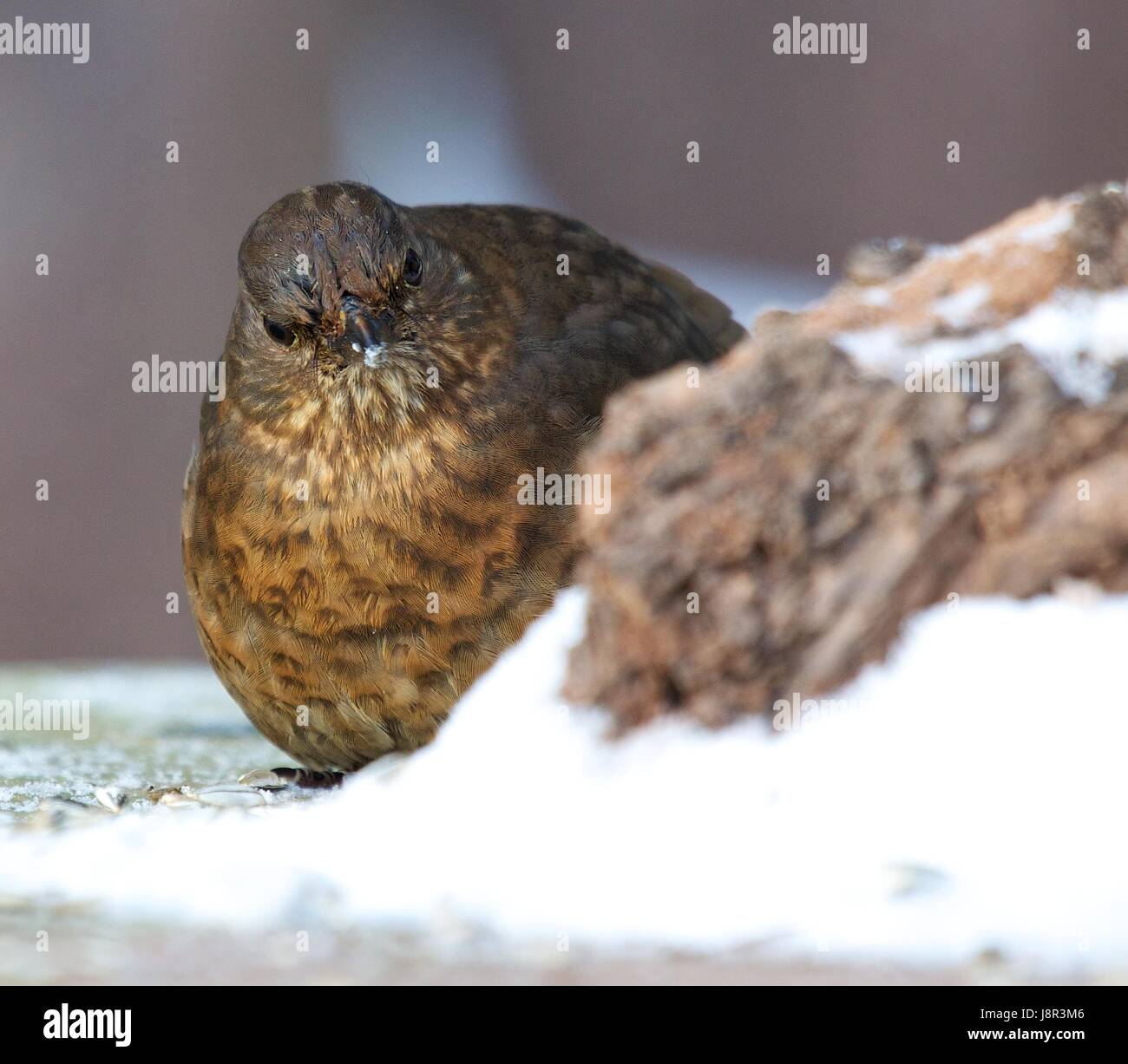 bird, blackbird, bird, blackbird, amsel, vogel, turdus merula ...