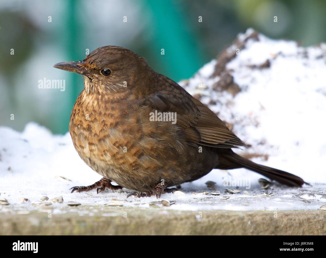 bird, blackbird, bird, blackbird, amsel, vogel, turdus merula ...