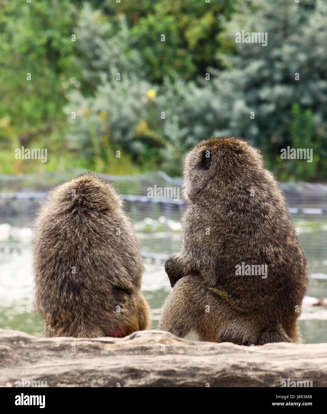 step, tier, step, tier, affe, ape, affe portrait, close up, primat ...