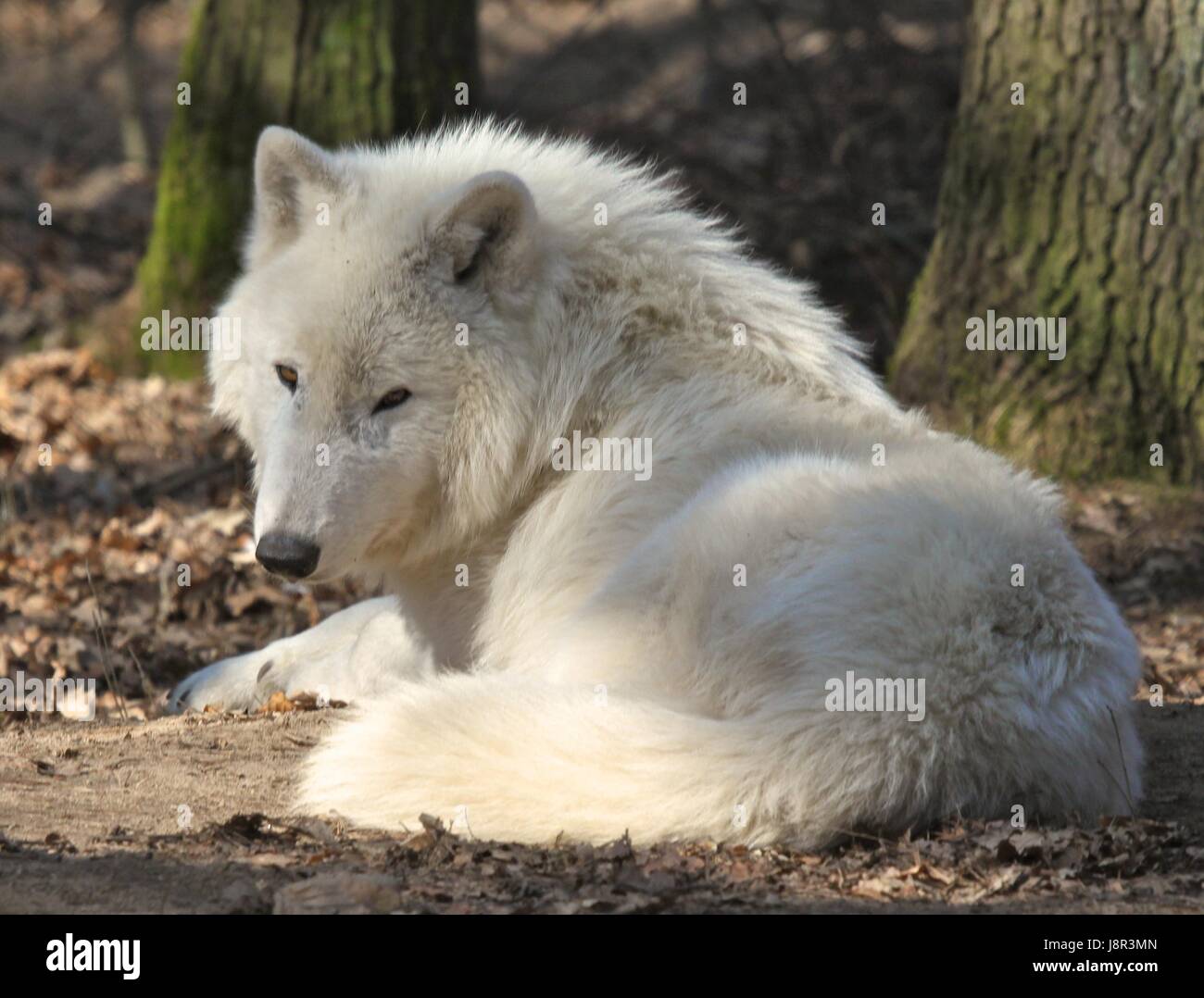 Weiwolf hi-res stock photography and images - Alamy