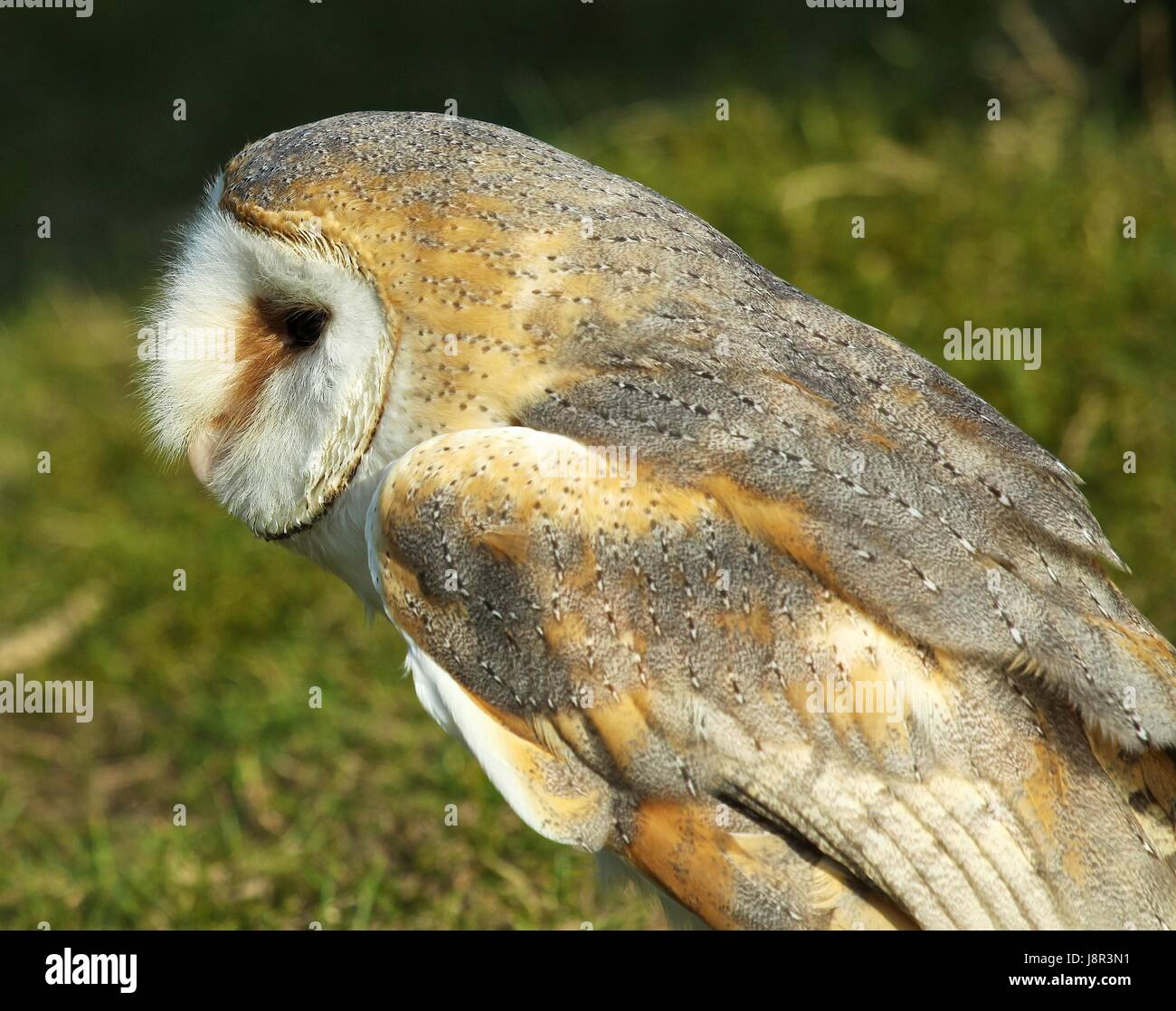bird, birds, owl, barn owl, bird, birds, owl, barn owl, tyto alba, barn ...