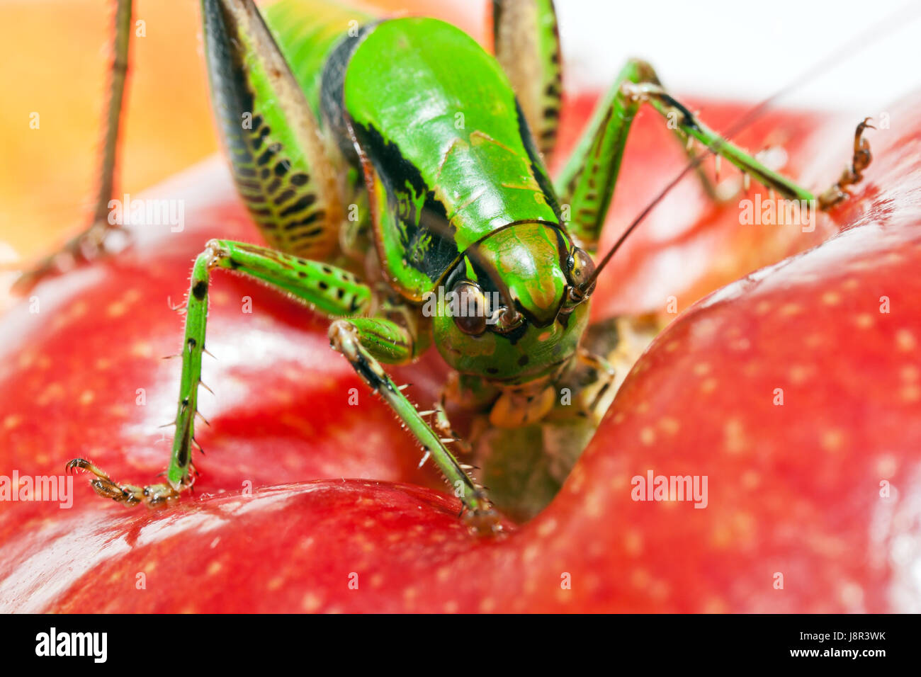 Locust eyes hi-res stock photography and images - Alamy