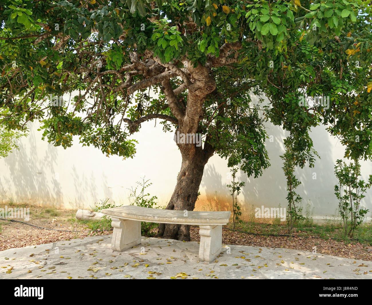 Stone bench under tree Stock Photo - Alamy