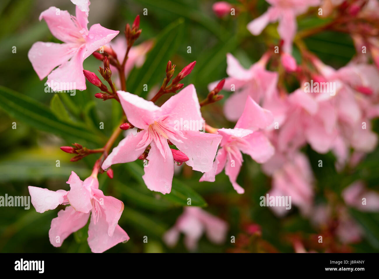 Pink oleander flowers Stock Photo - Alamy