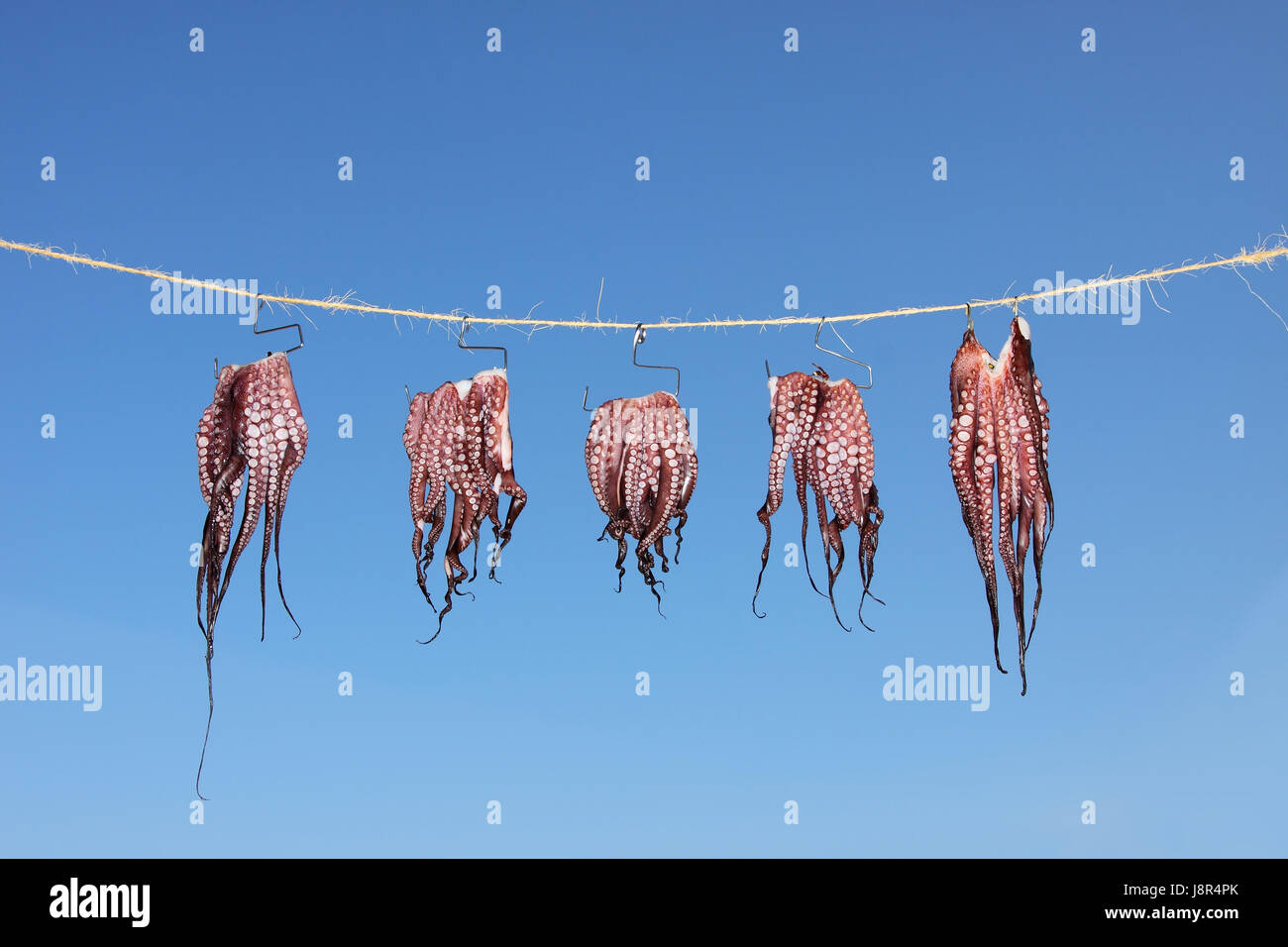 Octopus prey not hunting hi-res stock photography and images - Alamy