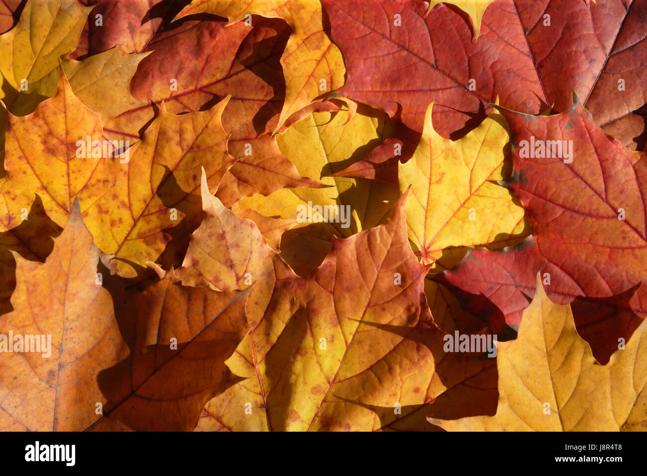 leaf, leaves, october, september, colors, colours, backdrop, background ...