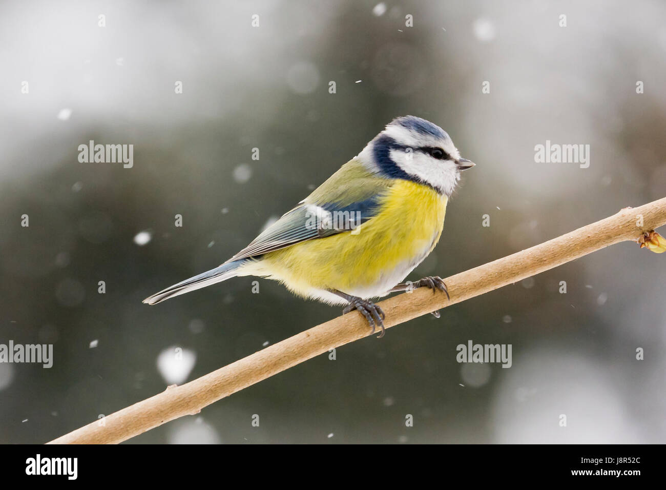 blue, animal, bird, birds, horizontal, blue tit, blue, winter, animal ...