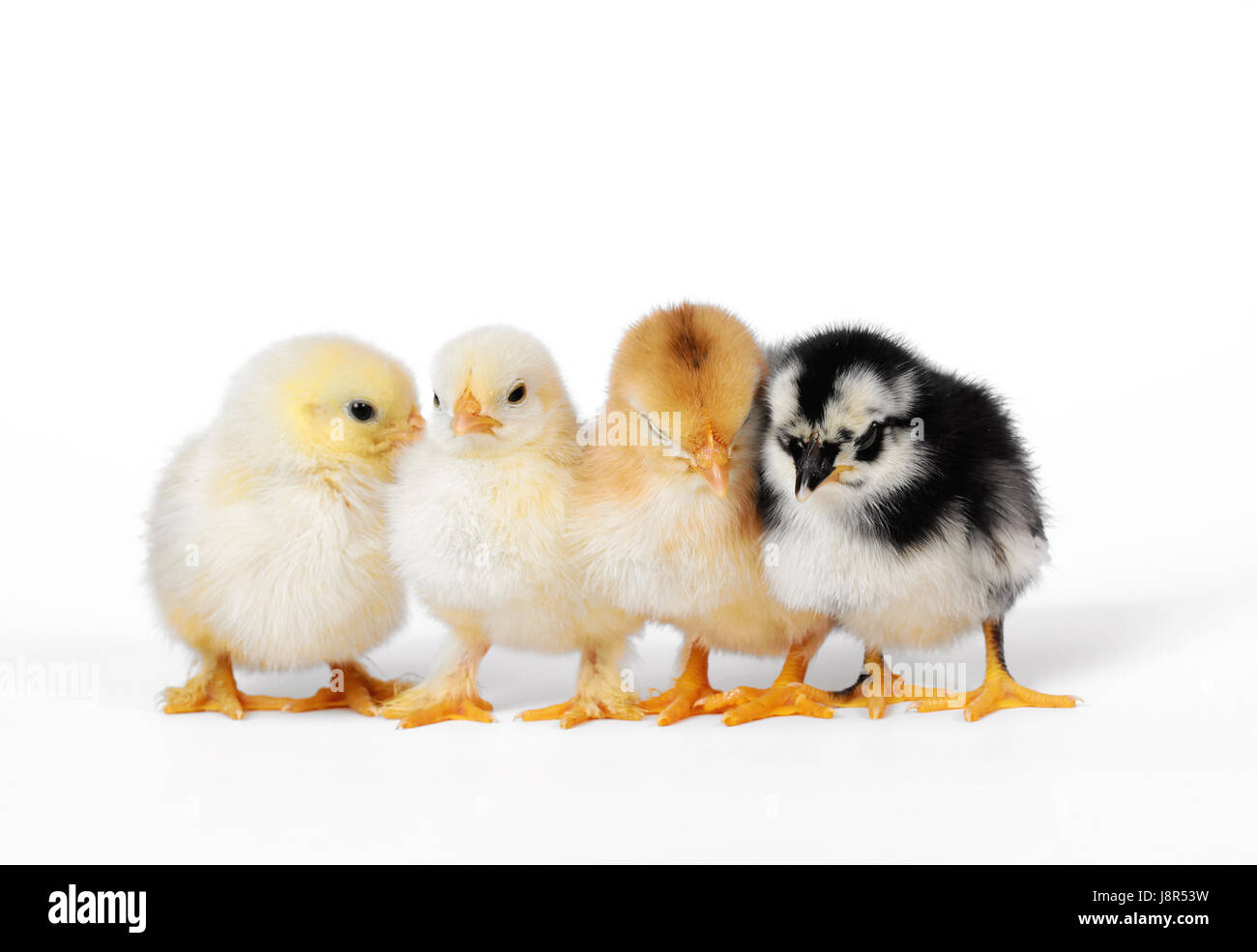 Chicks four little Cut Out Stock Images & Pictures - Alamy