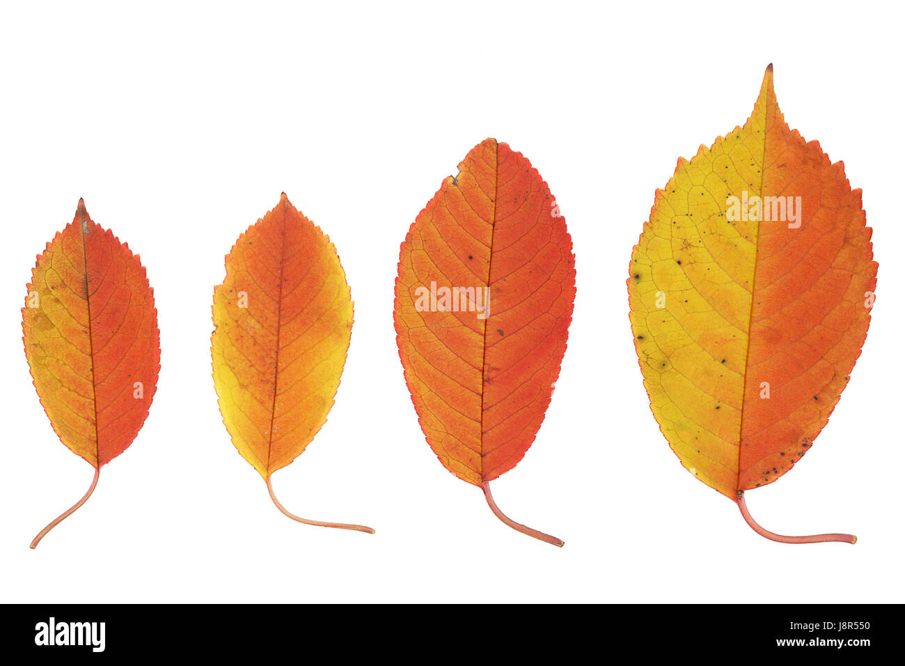 Dead plant stalk Cut Out Stock Images & Pictures - Alamy